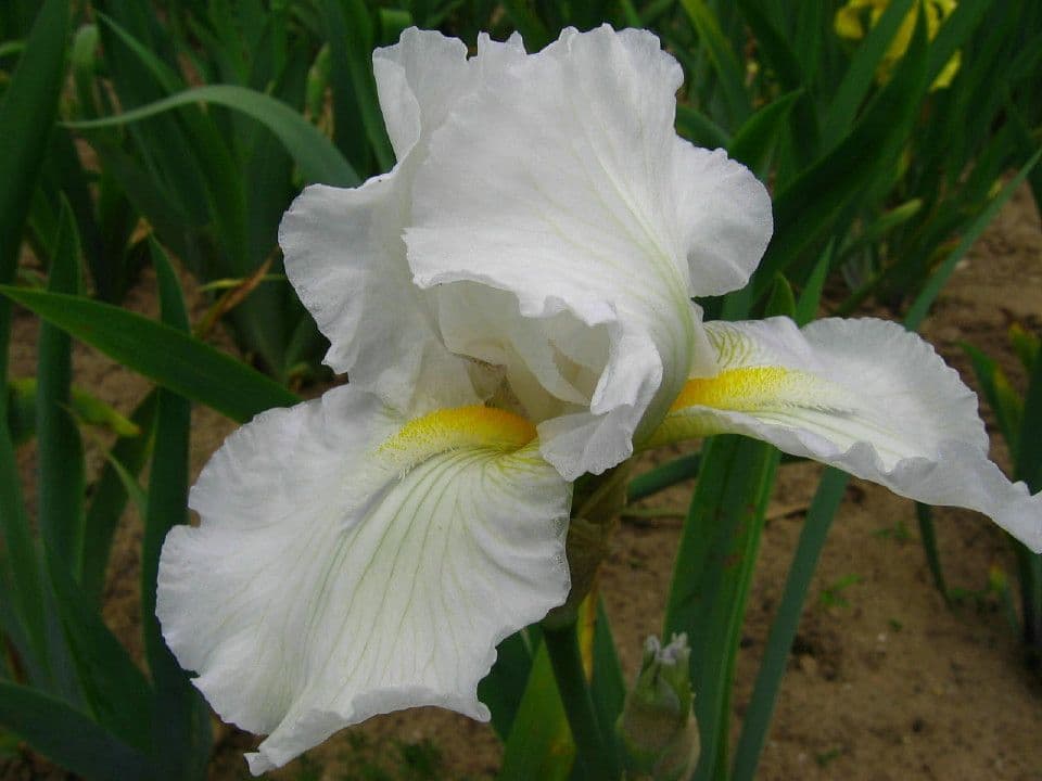 Ready Potted 1 Litre Pot BEARDED IRIS IRIS WHITE KNIGHT