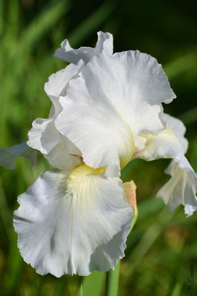 Ready Potted 1 Litre Pot BEARDED IRIS IRIS WHITE KNIGHT