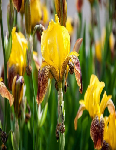 Ready Potted 1 Litre Pot BEARDED IRIS RAJAH BROOKE