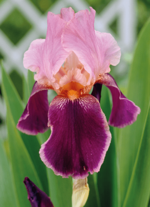 Ready Potted 1 Litre Pot BEARDED IRIS WINE AND ROSES