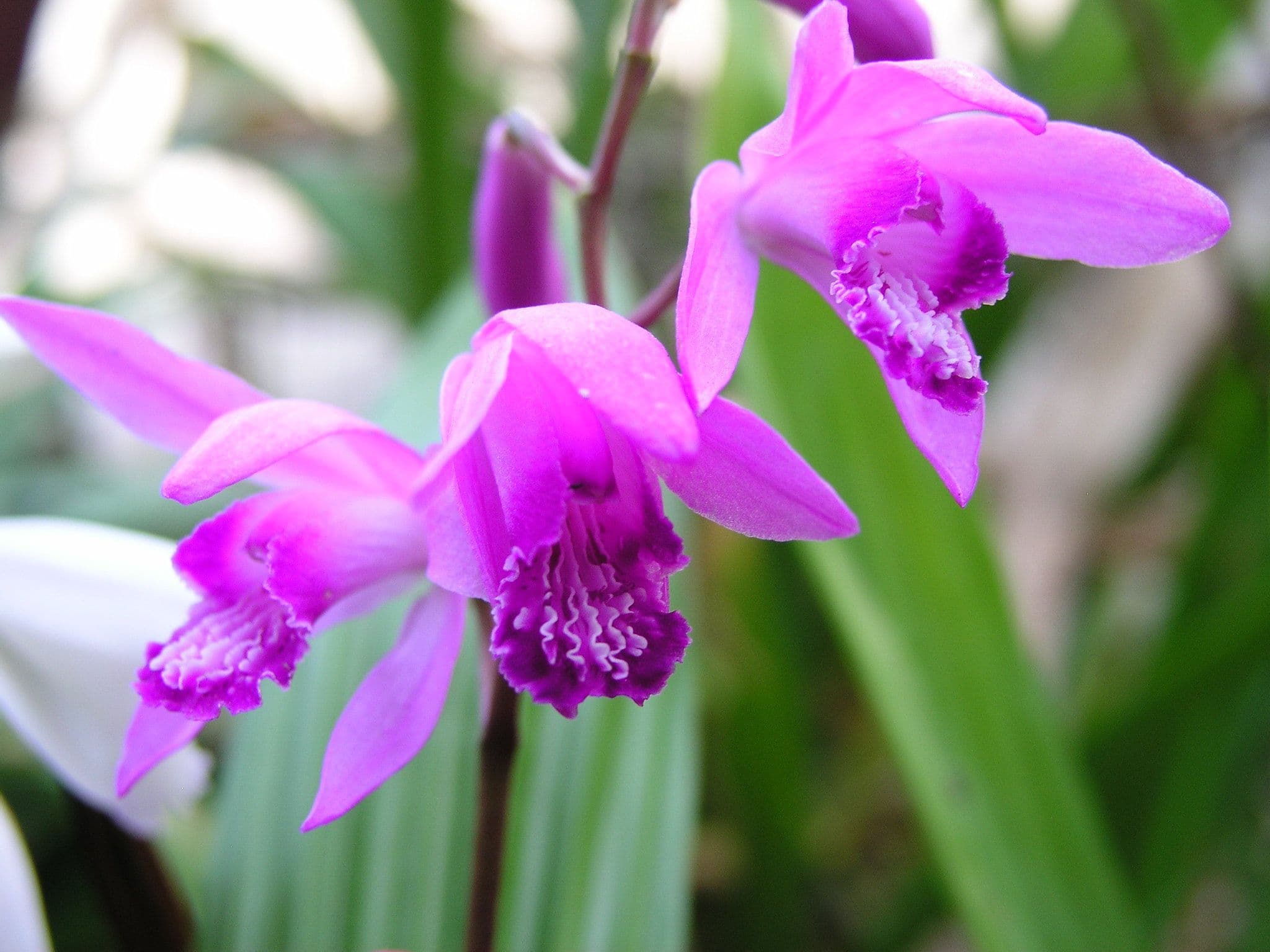 Ready Potted 1 Litre Pot BLETILLA STRIATA