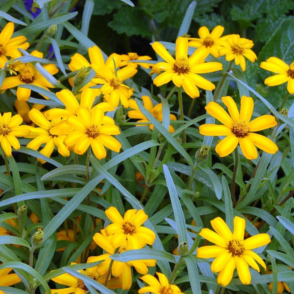 Ready Potted 1 Litre Pot COREOPSIS VERTICILLATA MOONBEAM