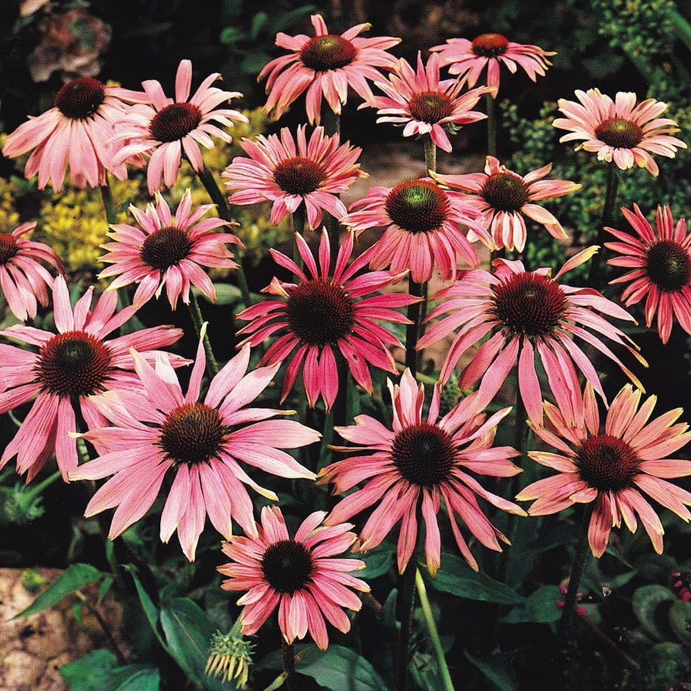 Ready Potted 1 Litre Pot ECHINACEA PURPUREA RUDBECKIA PURPLE CONEFLOWER