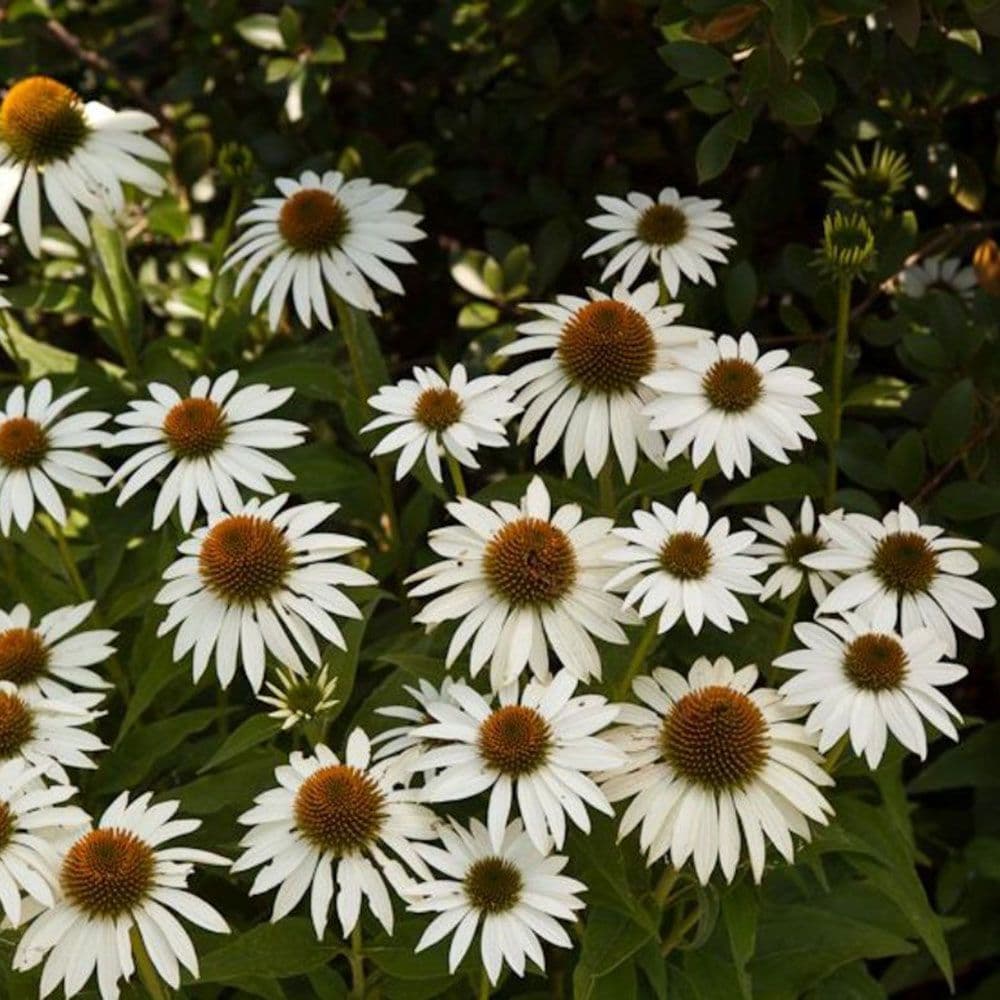 Ready Potted 1 Litre Pot ECHINACEA PURPUREA WHITE SWAN WHITE CONEFLOWER