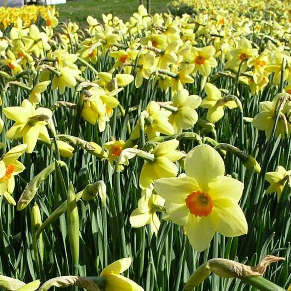 Ready Potted 1 Litre Pot EDWARD BUXTON SMALL-CUPPED DAFFODIL