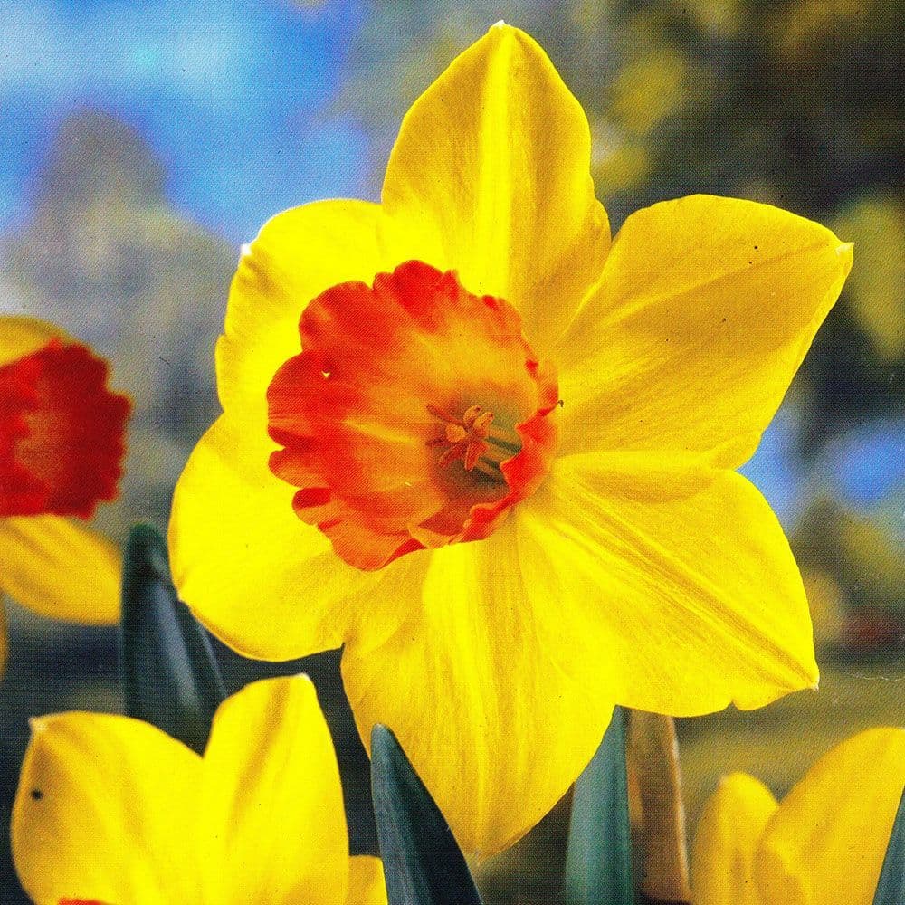 Ready Potted 1 Litre Pot EDWARD BUXTON SMALL-CUPPED DAFFODIL