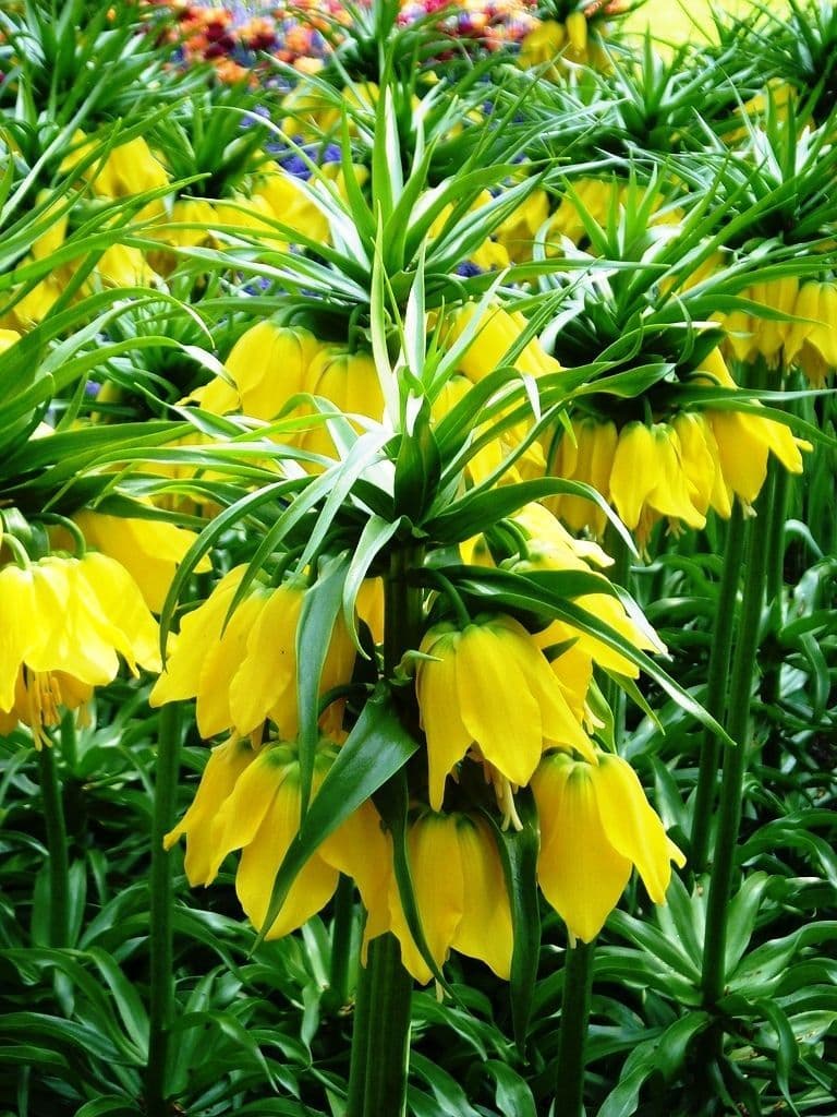 Ready Potted 1 Litre Pot FRITILLARIA LUTEA Crown Imperial Bulbs