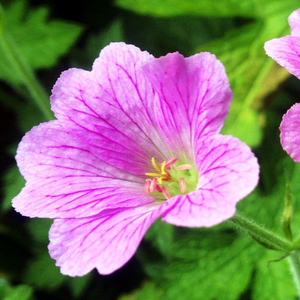 Ready Potted 1 Litre Pot GERANIUM ENDRESSII ENDRESS S CRANESBILL