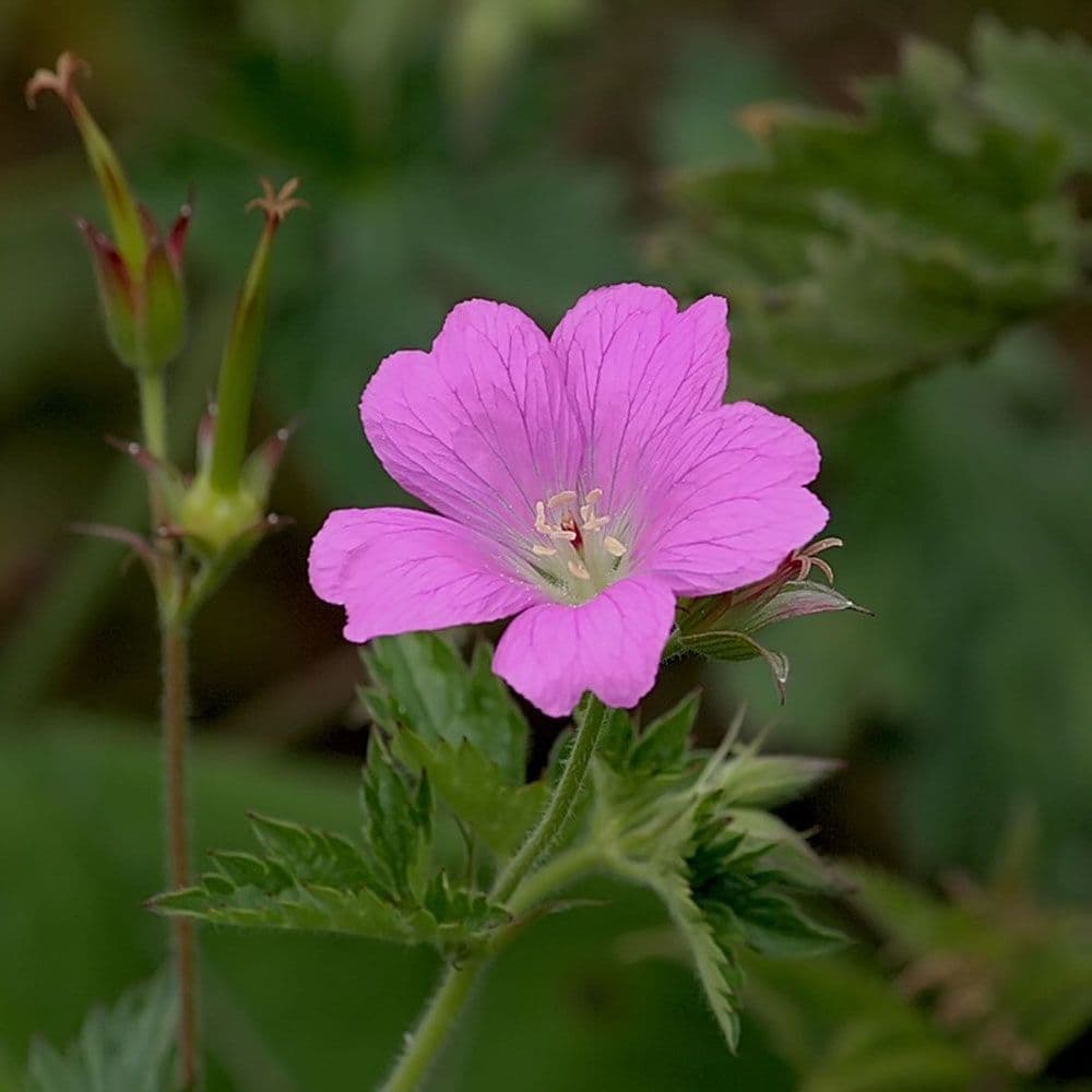 Ready Potted 1 Litre Pot GERANIUM ENDRESSII ENDRESS S CRANESBILL