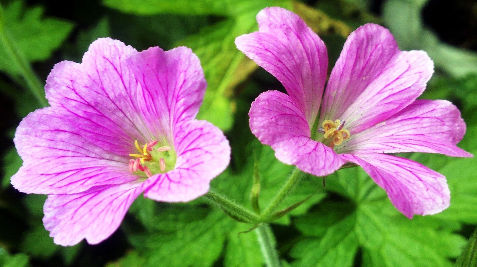 Ready Potted 1 Litre Pot GERANIUM ENDRESSII ENDRESS S CRANESBILL