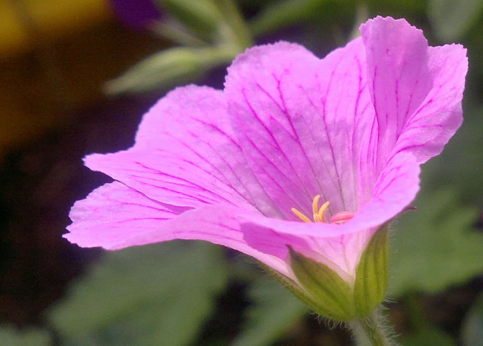 Ready Potted 1 Litre Pot GERANIUM ENDRESSII ENDRESS S CRANESBILL