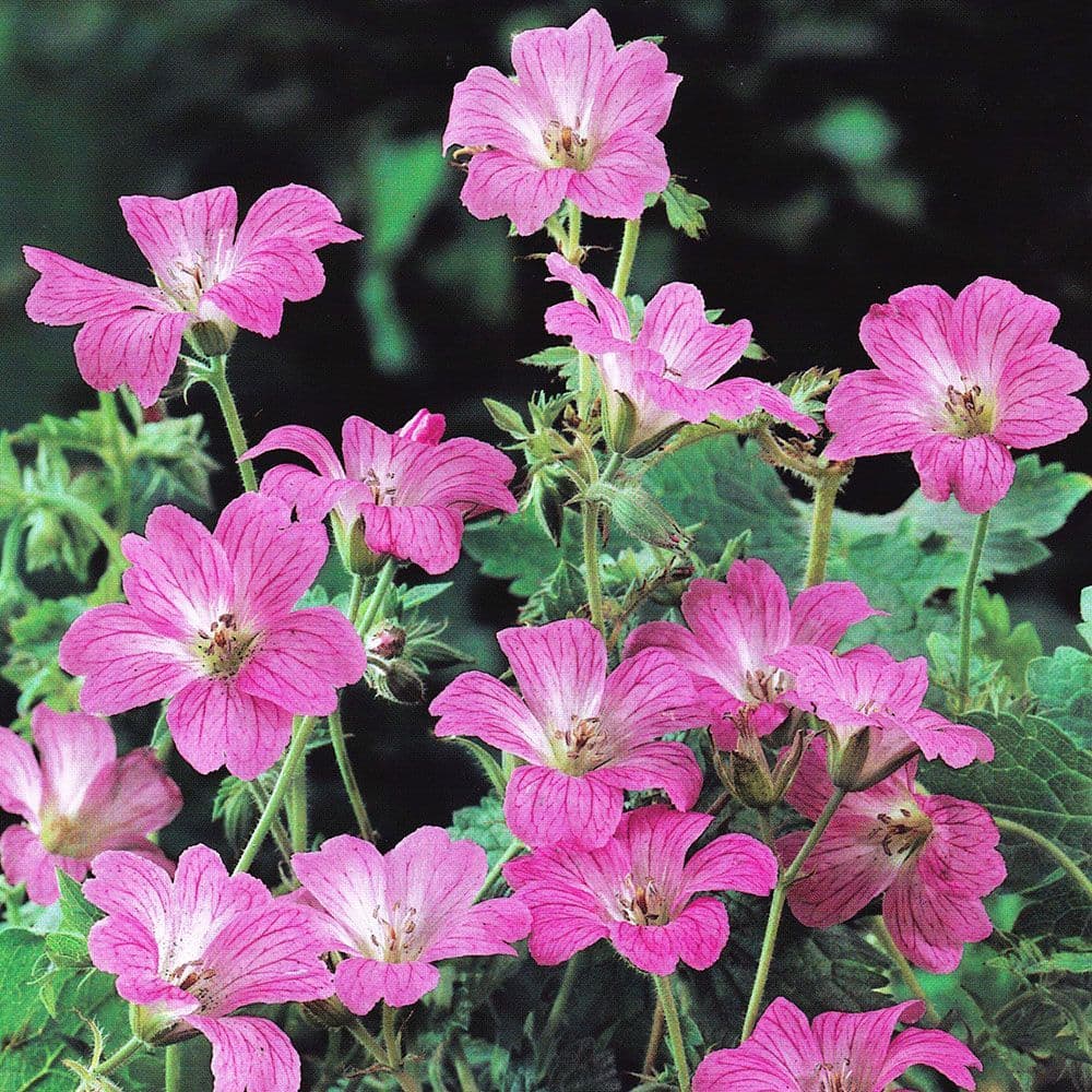 Ready Potted 1 Litre Pot GERANIUM ENDRESSII ENDRESS S CRANESBILL