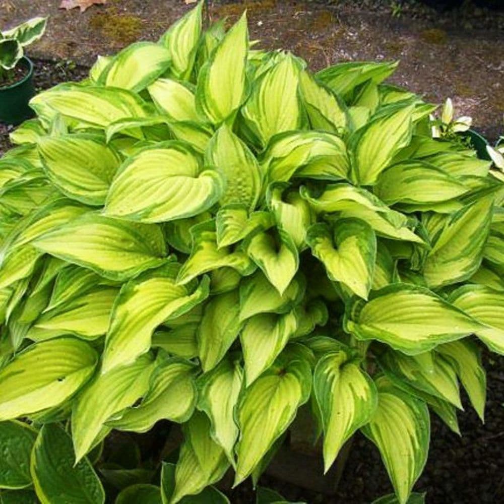 Ready Potted 1 Litre Pot HOSTA ALBOPICTA PLANTAIN LILY
