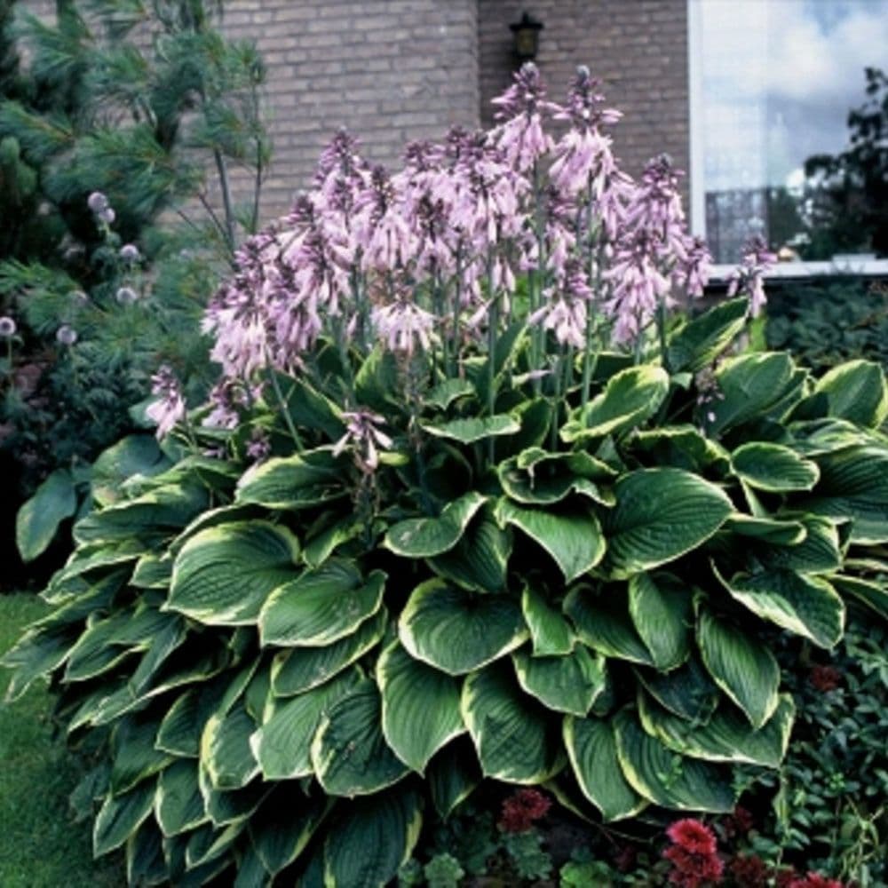 Ready Potted 1 Litre Pot HOSTA AUREOMARGINATA MONTANA GROUP