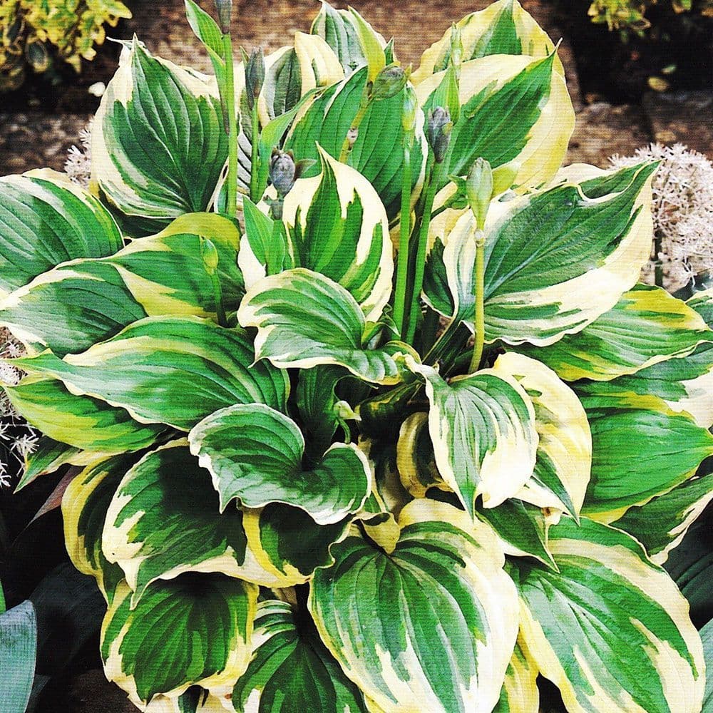 Ready Potted 1 Litre Pot HOSTA AUREOMARGINATA MONTANA GROUP