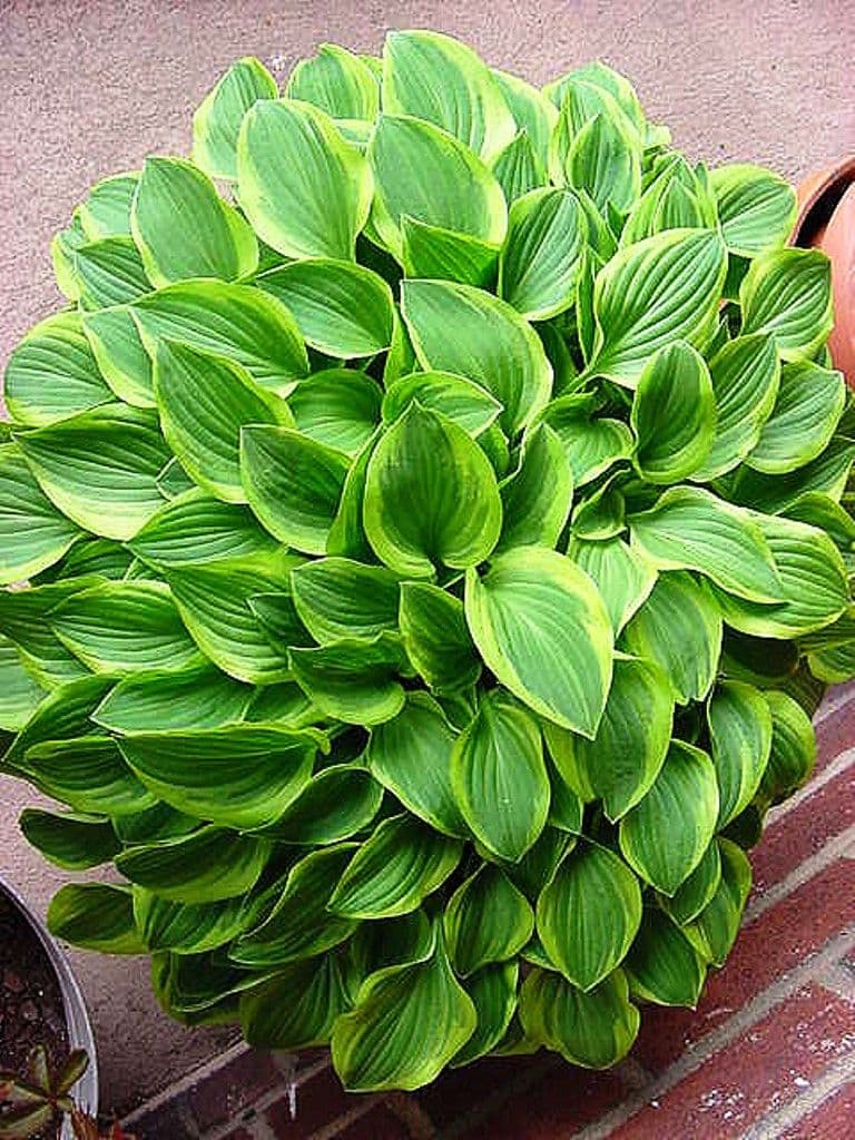 Ready Potted 1 Litre Pot HOSTA GOLDEN TIARA PLANTAIN LILY