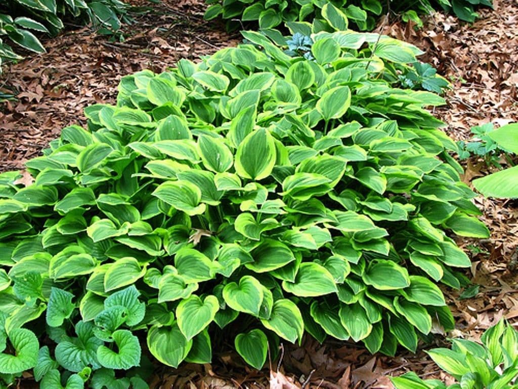 Ready Potted 1 Litre Pot HOSTA GOLDEN TIARA PLANTAIN LILY