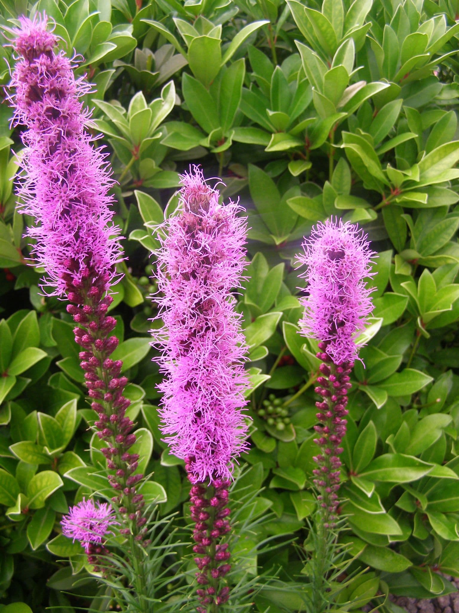 Ready Potted 1 Litre Pot LIATRIS SPICATA PINK