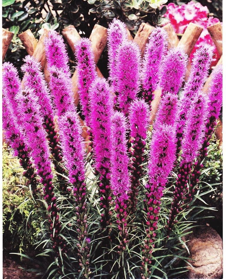 Ready Potted 1 Litre Pot LIATRIS SPICATA PINK