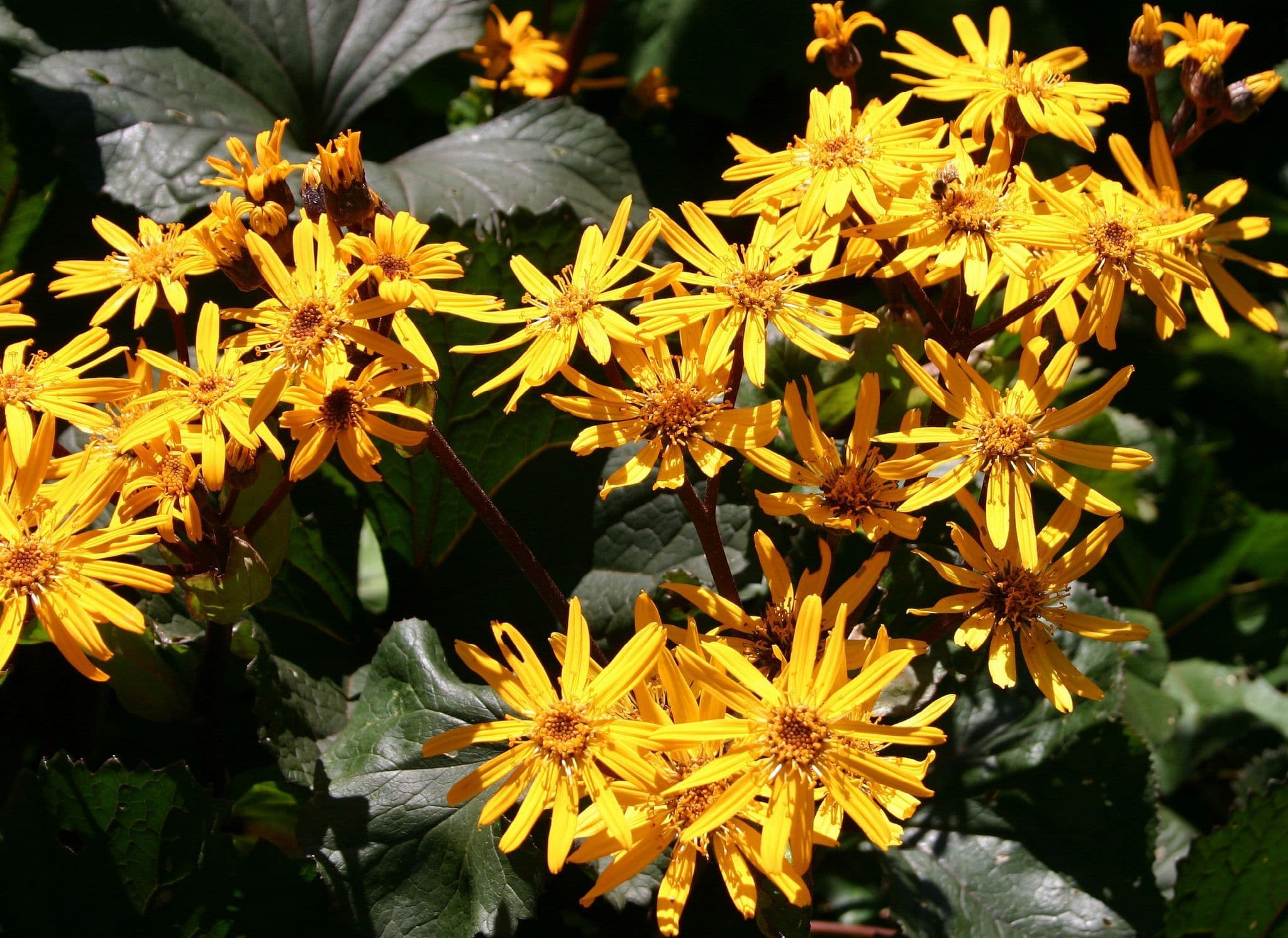 Ready Potted 1 Litre Pot LIGULARIA DENTATA OTHELLO MARGINAL AQUATIC
