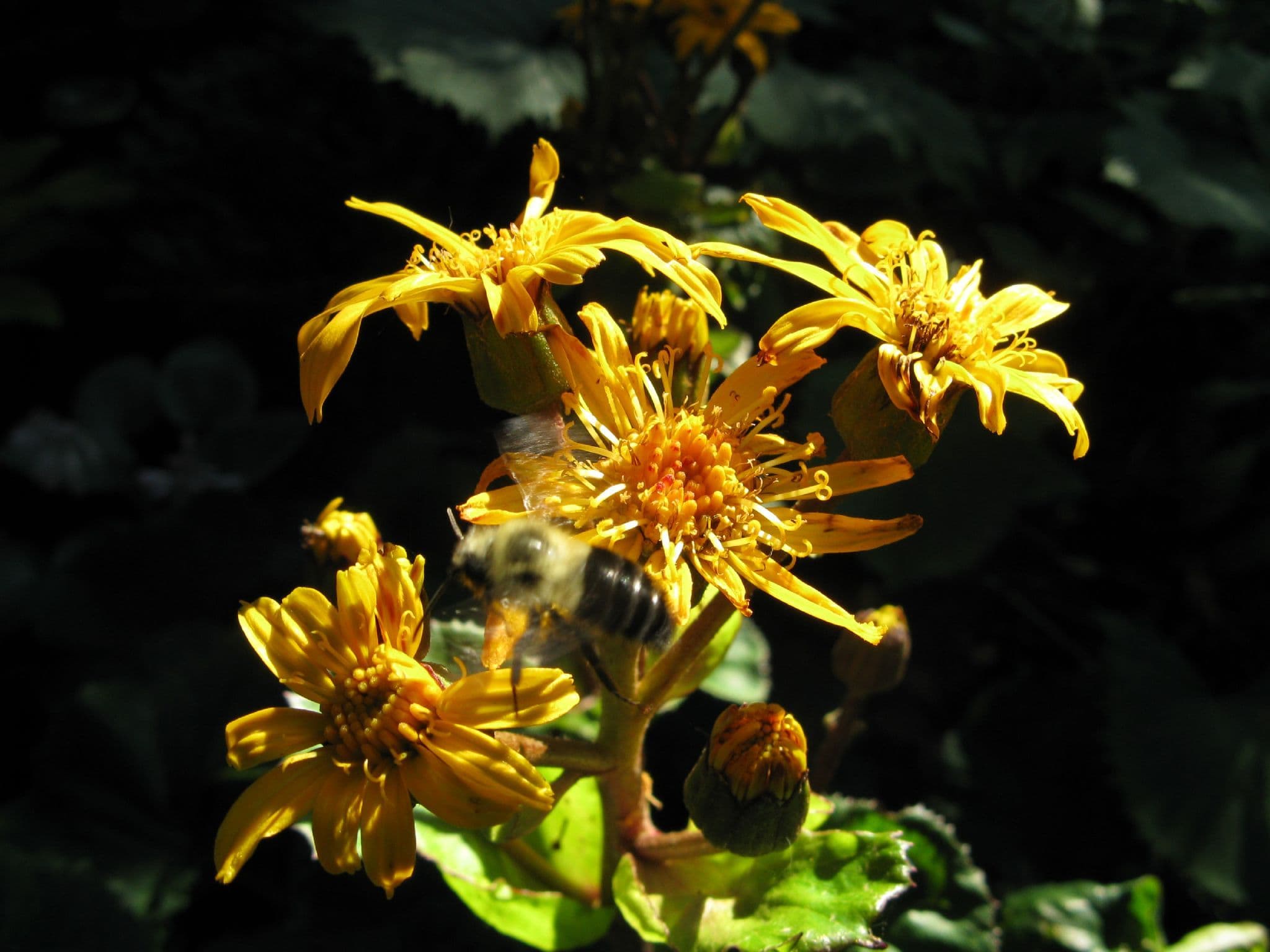 Ready Potted 1 Litre Pot LIGULARIA DENTATA OTHELLO MARGINAL AQUATIC