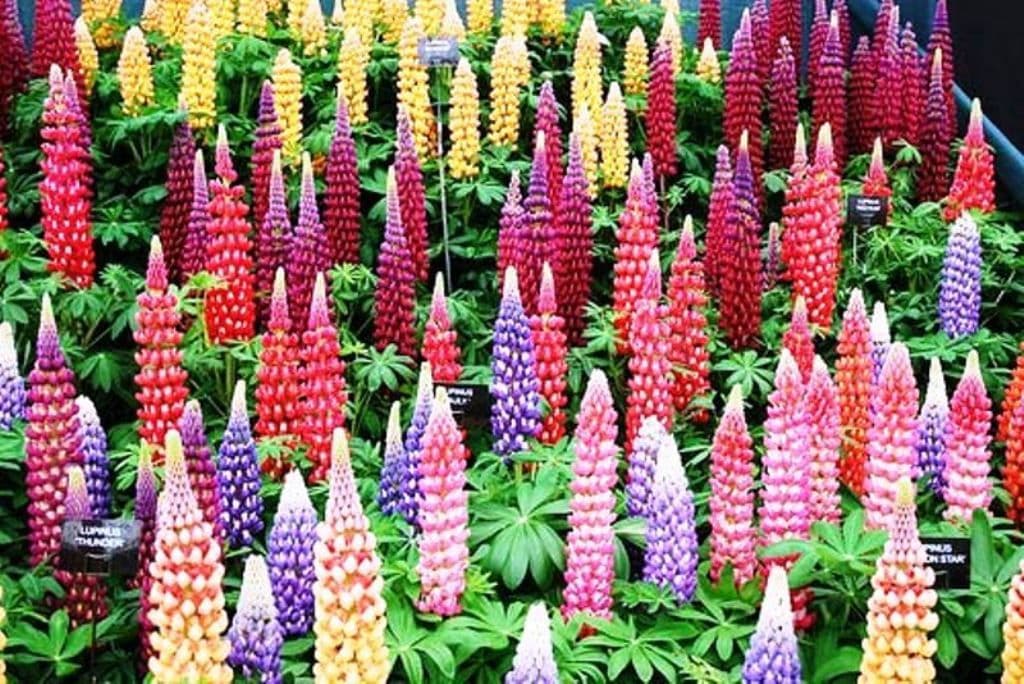Ready Potted 1 Litre Pot LUPINUS RUSSELL HYBRIDS