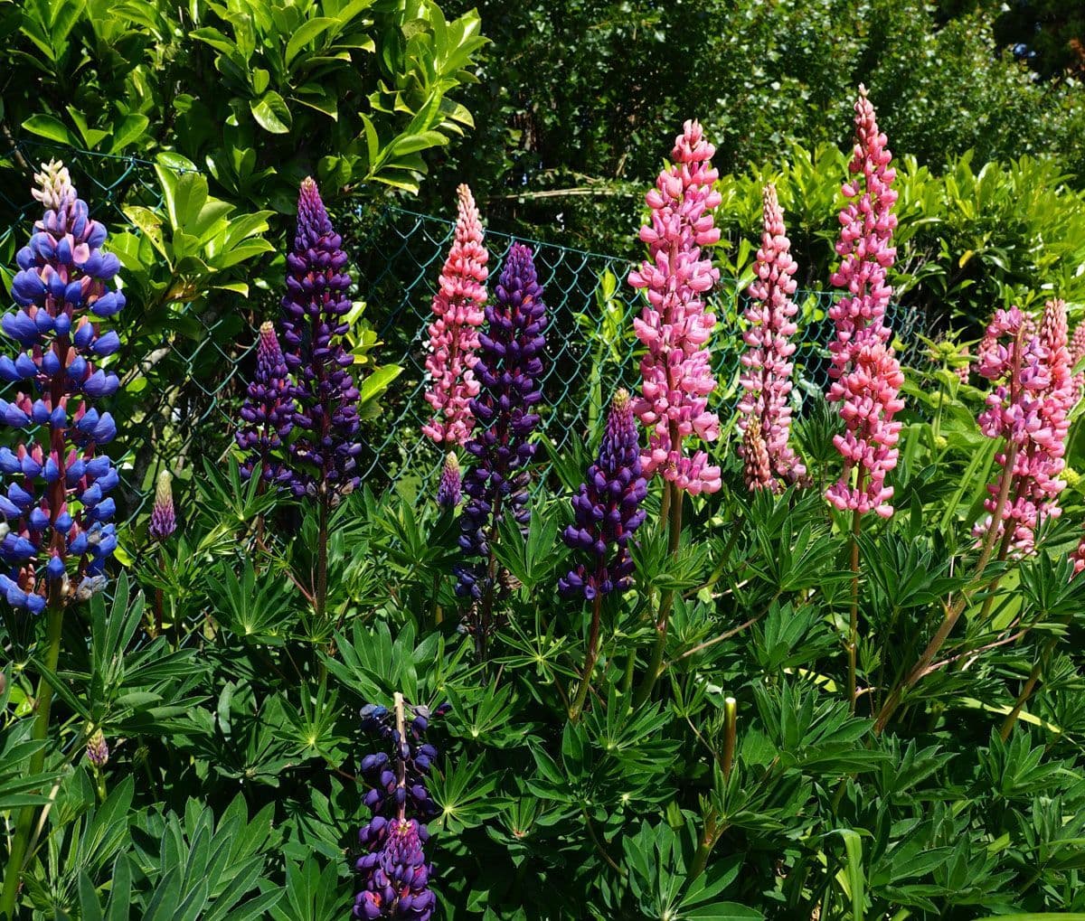 Ready Potted 1 Litre Pot LUPINUS RUSSELL HYBRIDS
