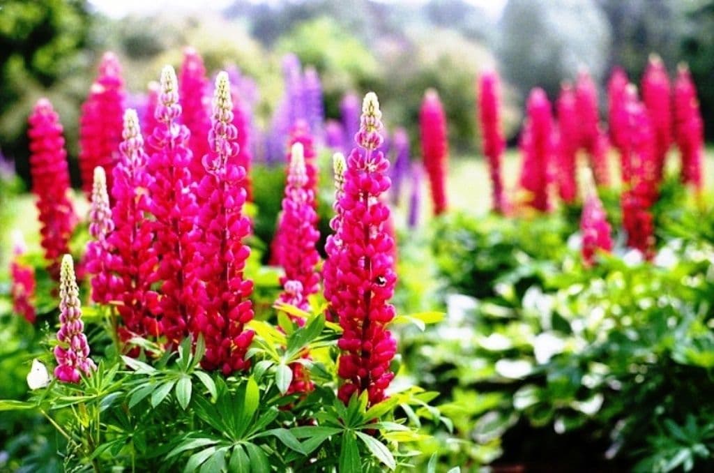 Ready Potted 1 Litre Pot LUPINUS RUSSELL HYBRIDS