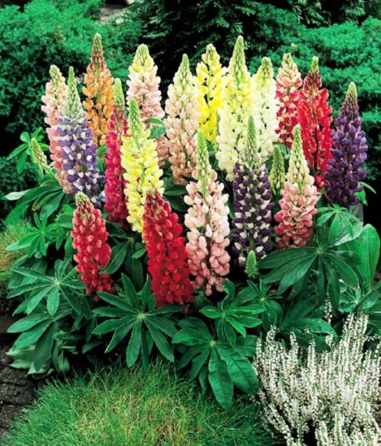 Ready Potted 1 Litre Pot LUPINUS RUSSELL HYBRIDS