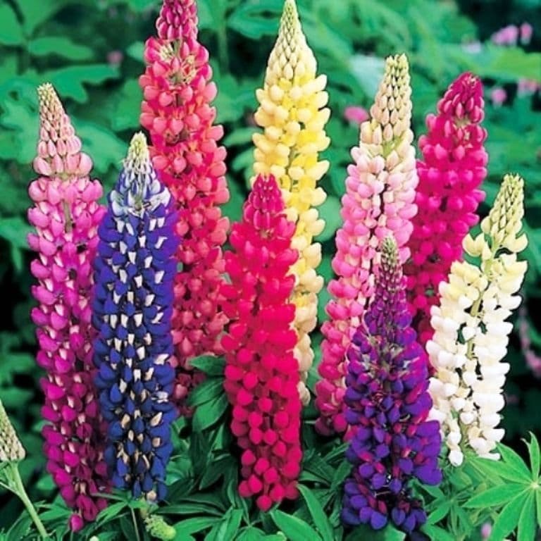 Ready Potted 1 Litre Pot LUPINUS RUSSELL HYBRIDS