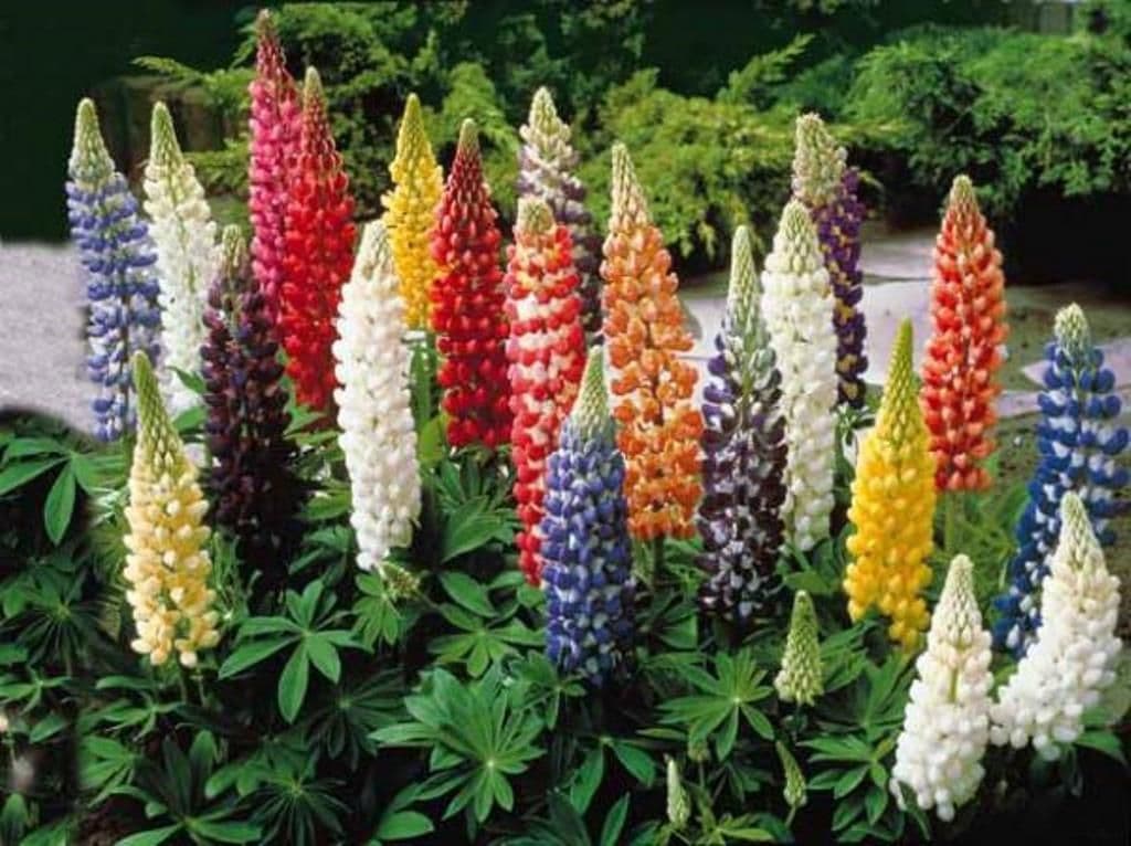 Ready Potted 1 Litre Pot LUPINUS RUSSELL HYBRIDS