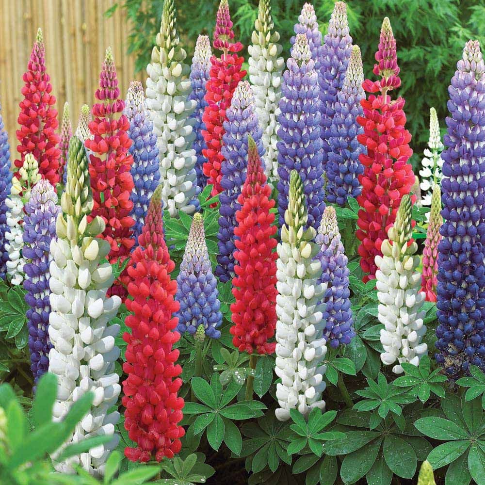 Ready Potted 1 Litre Pot LUPINUS RUSSELL HYBRIDS