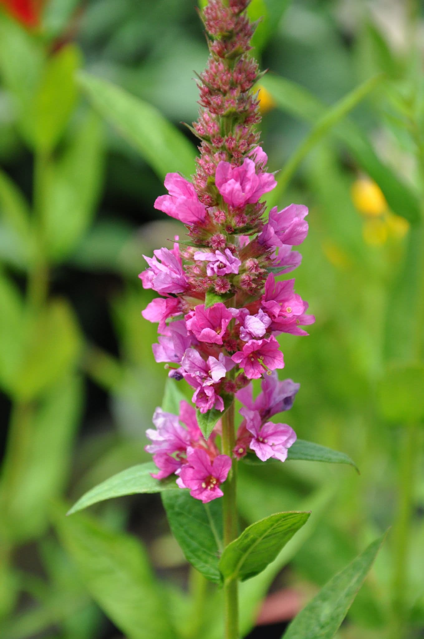 Ready Potted 1 Litre Pot LYTHRUM SALICARIA ROBERT