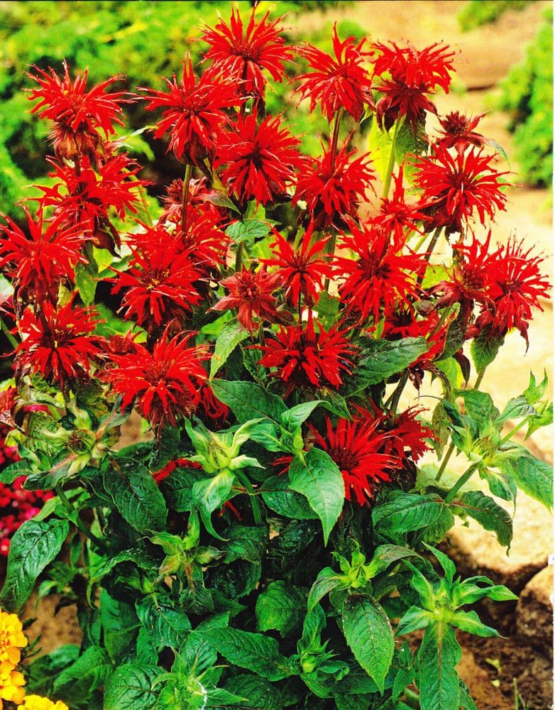 Ready Potted 1 Litre Pot MONARDA DIDYMA CAMBRIDGE SCARLET