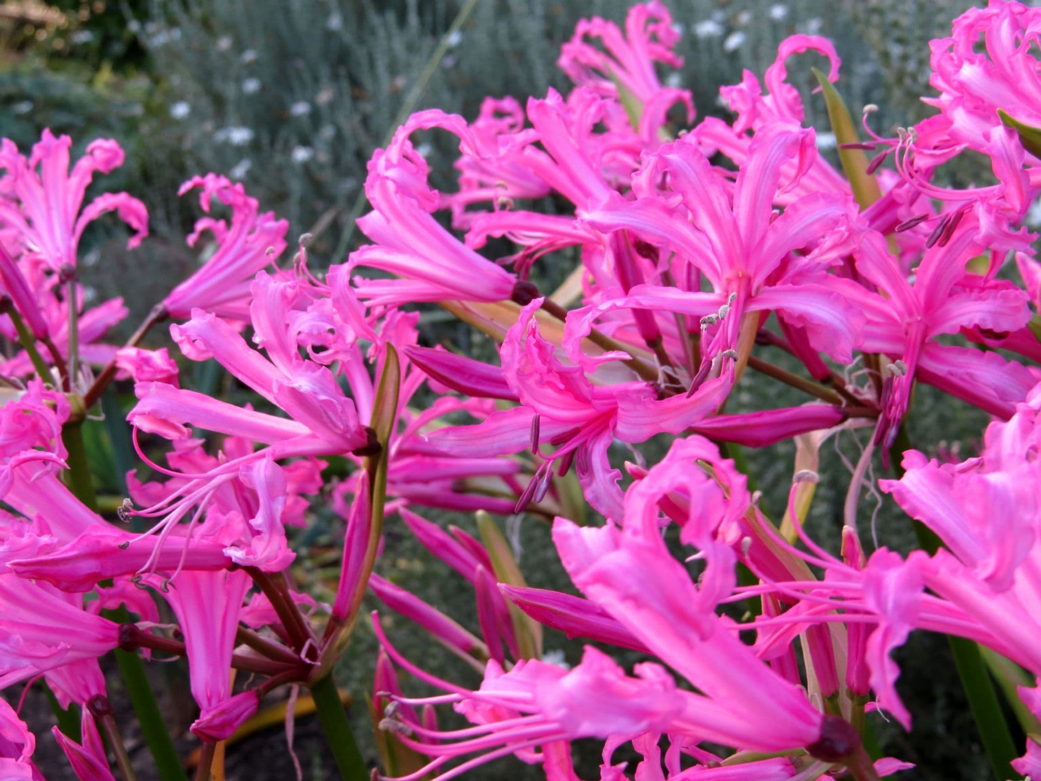 Ready Potted 1 Litre Pot NERINE BOWDENII