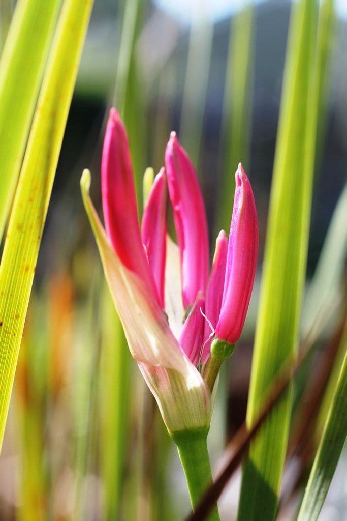 Ready Potted 1 Litre Pot NERINE BOWDENII
