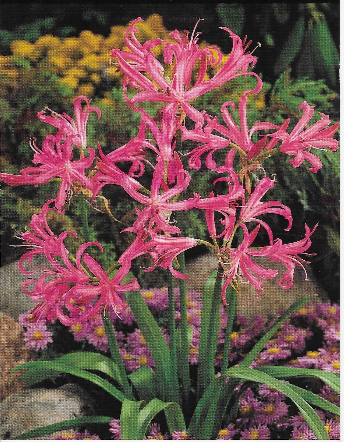 Ready Potted 1 Litre Pot NERINE BOWDENII