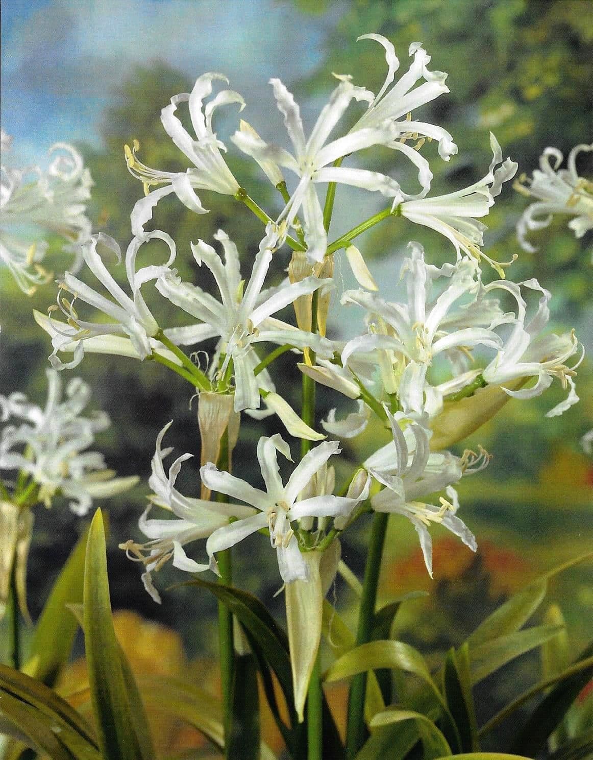Ready Potted 1 Litre Pot NERINE BOWDENII ALBA