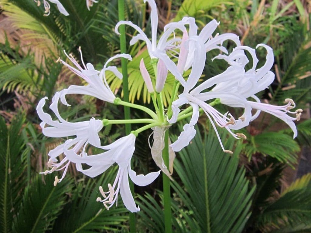 Ready Potted 1 Litre Pot NERINE BOWDENII ALBA
