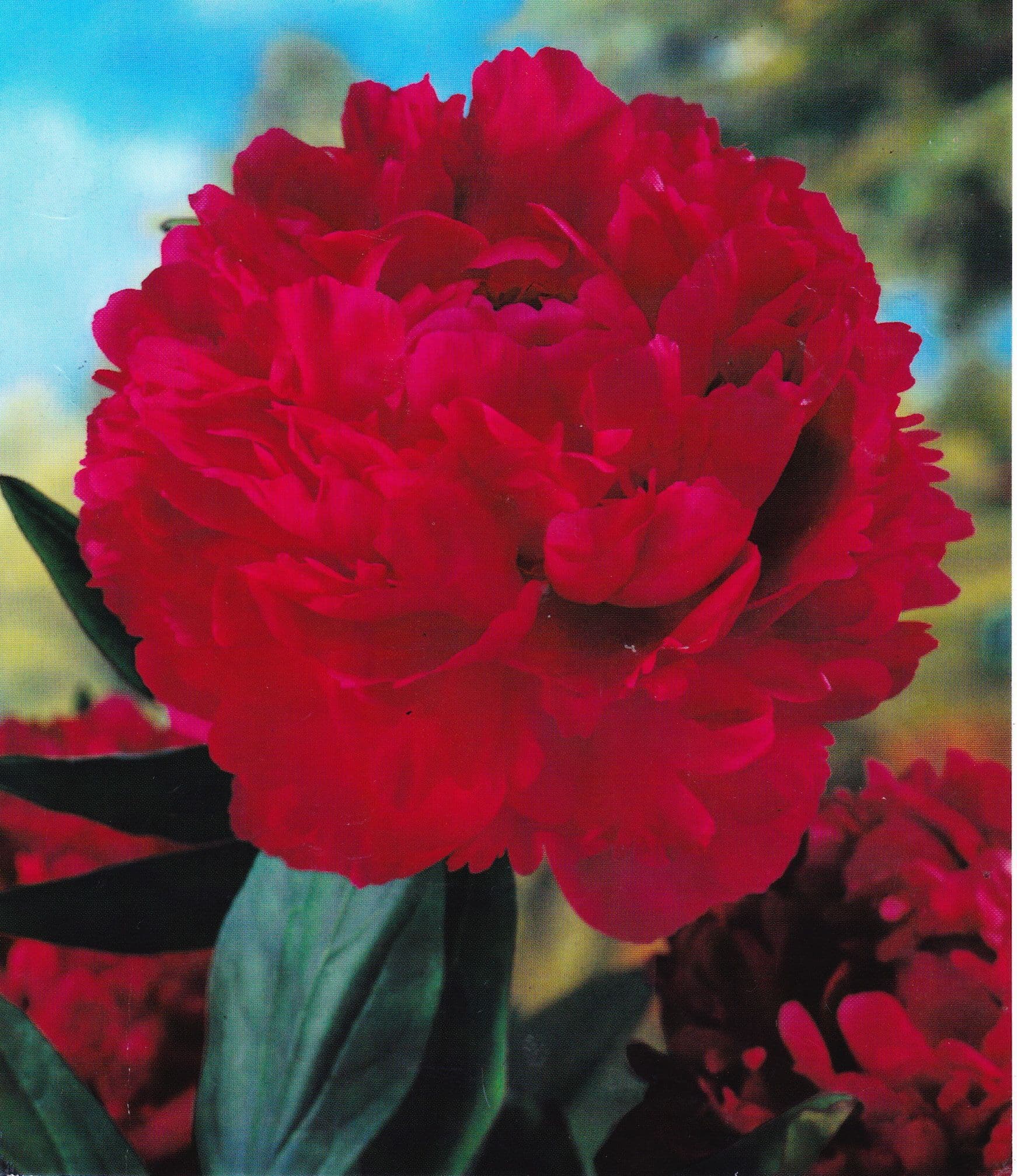 Ready Potted 1 Litre Pot PAEONIA RUBRA PLENA