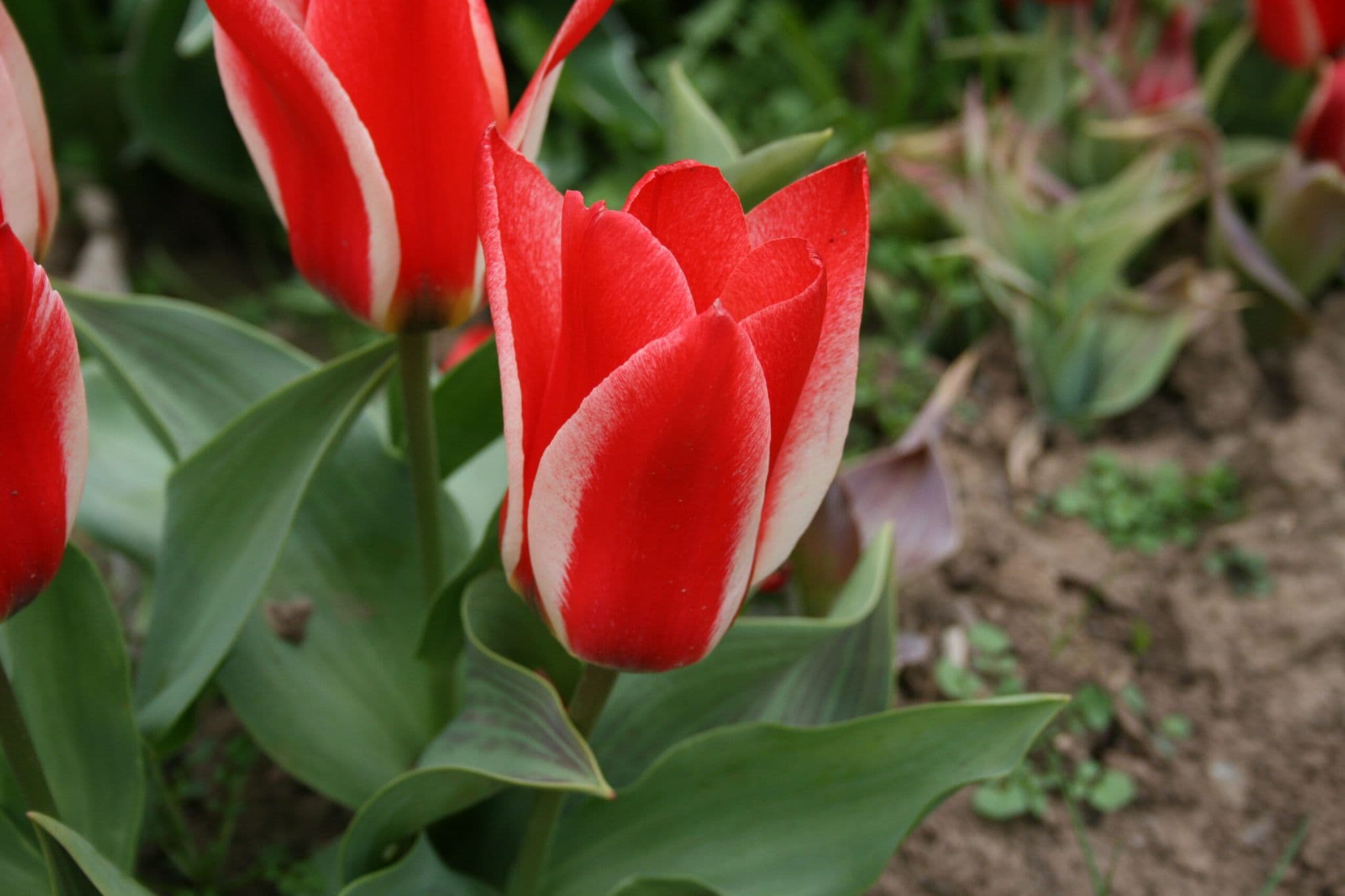 Ready Potted 1 litre Pot PINOCCHIO Greigii Tulip Bulbs