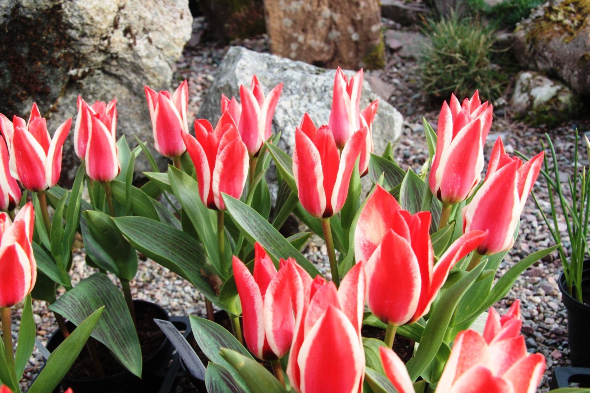 Ready Potted 1 litre Pot PINOCCHIO Greigii Tulip Bulbs