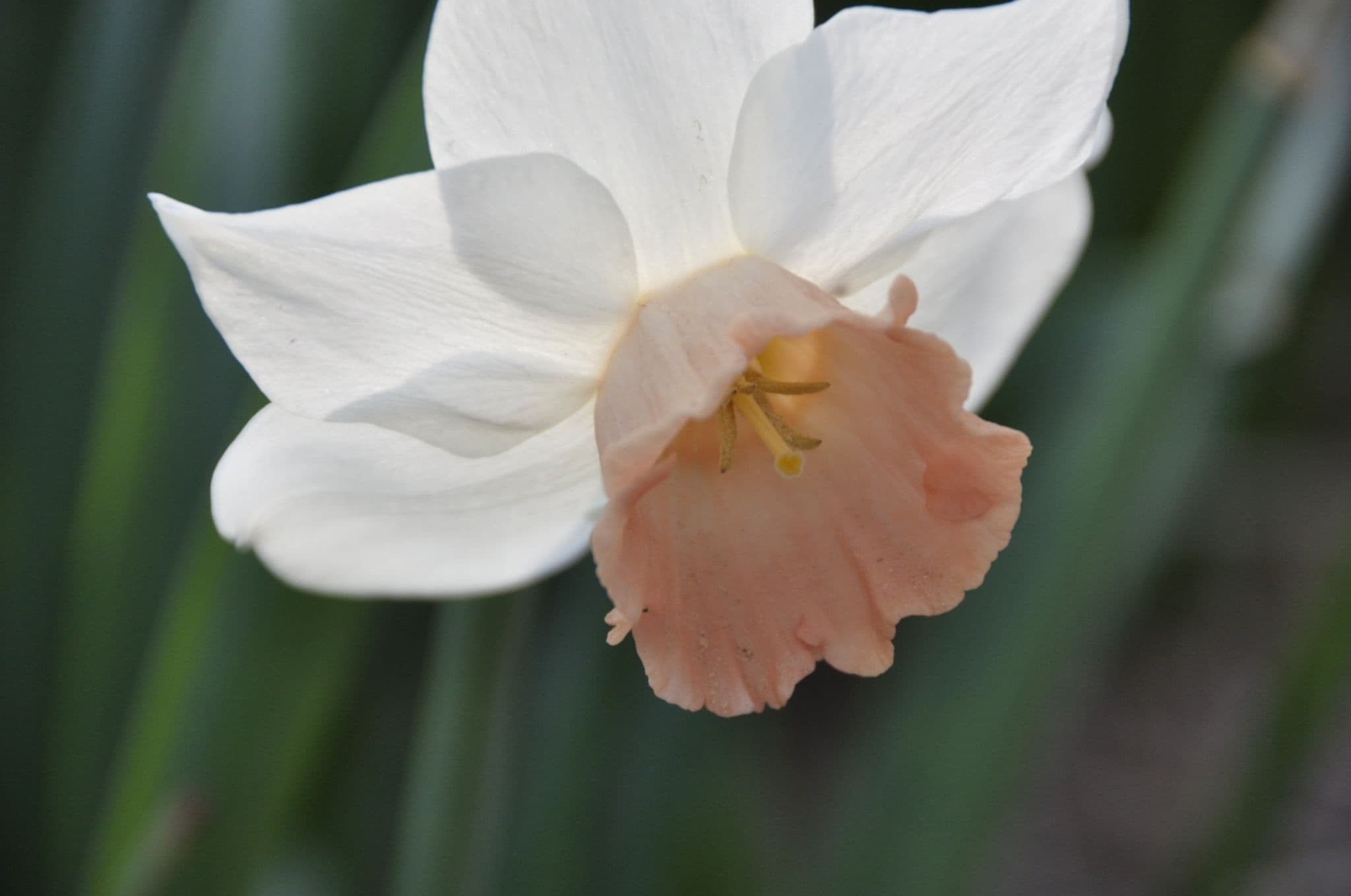 Ready Potted 1 Litre Pot SALOME LARGE CUPPED DAFFODIL
