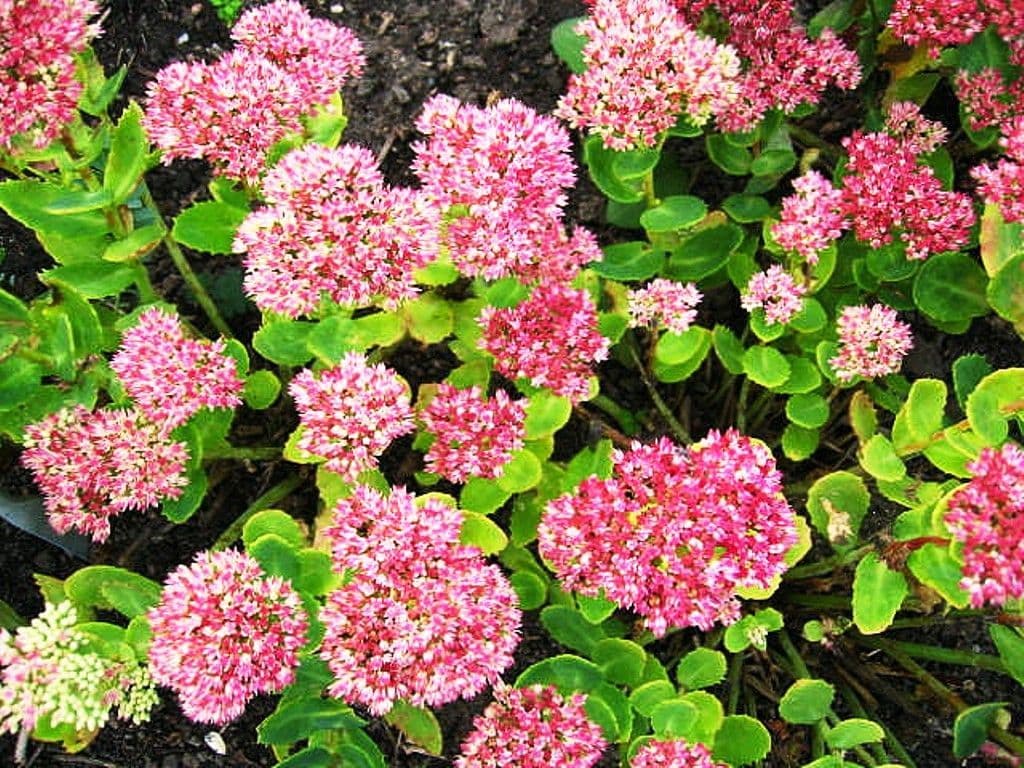 Ready Potted 1 Litre Pot SEDUM HERBSTFREUDE
