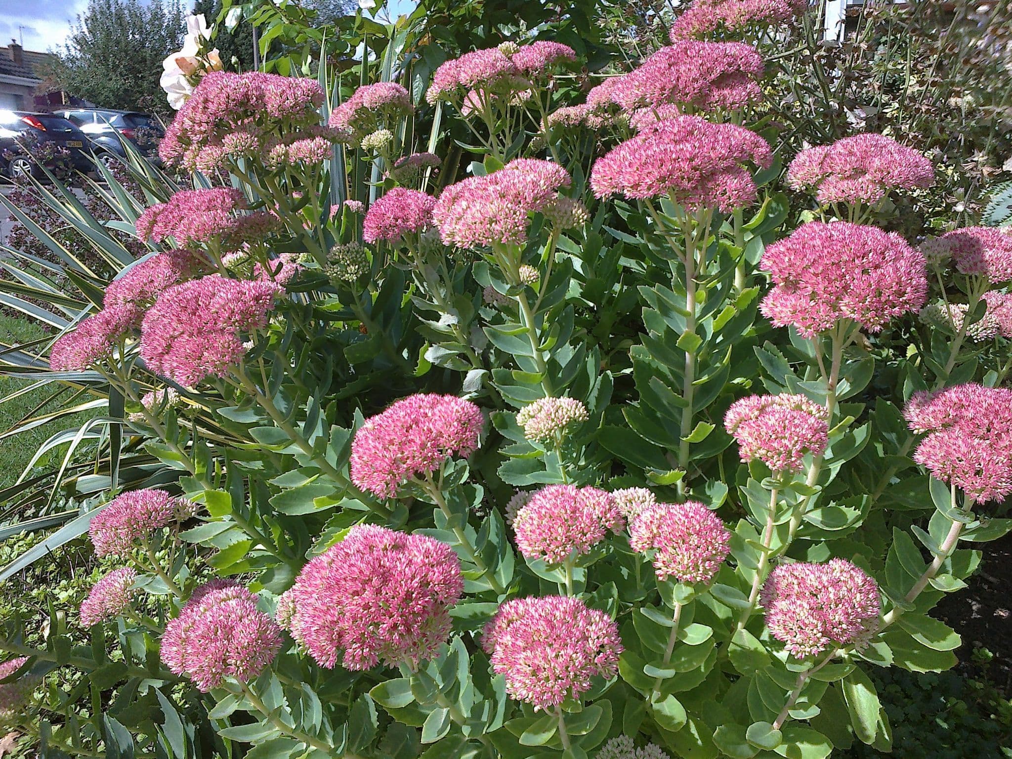 Ready Potted 1 Litre Pot SEDUM HERBSTFREUDE