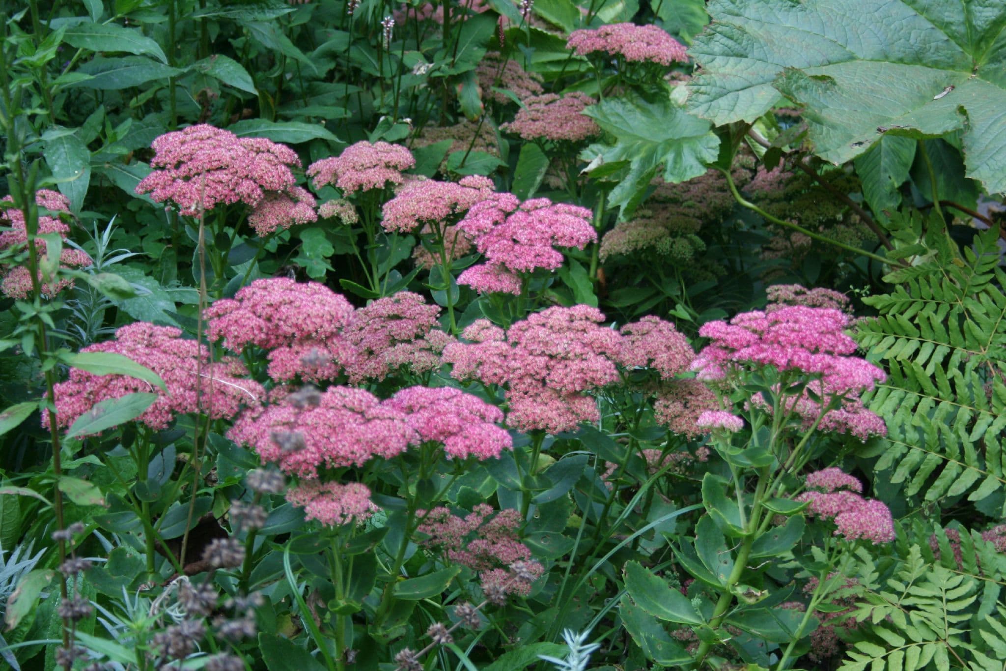 Ready Potted 1 Litre Pot SEDUM HERBSTFREUDE