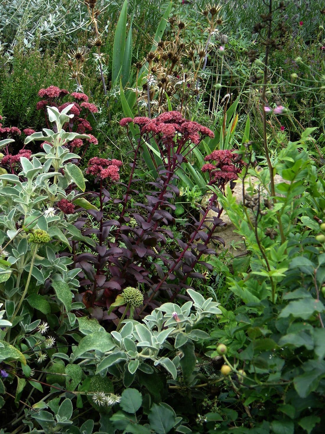 Ready Potted 1 Litre Pot SEDUM TELEPHIUM PURPLE EMPEROR