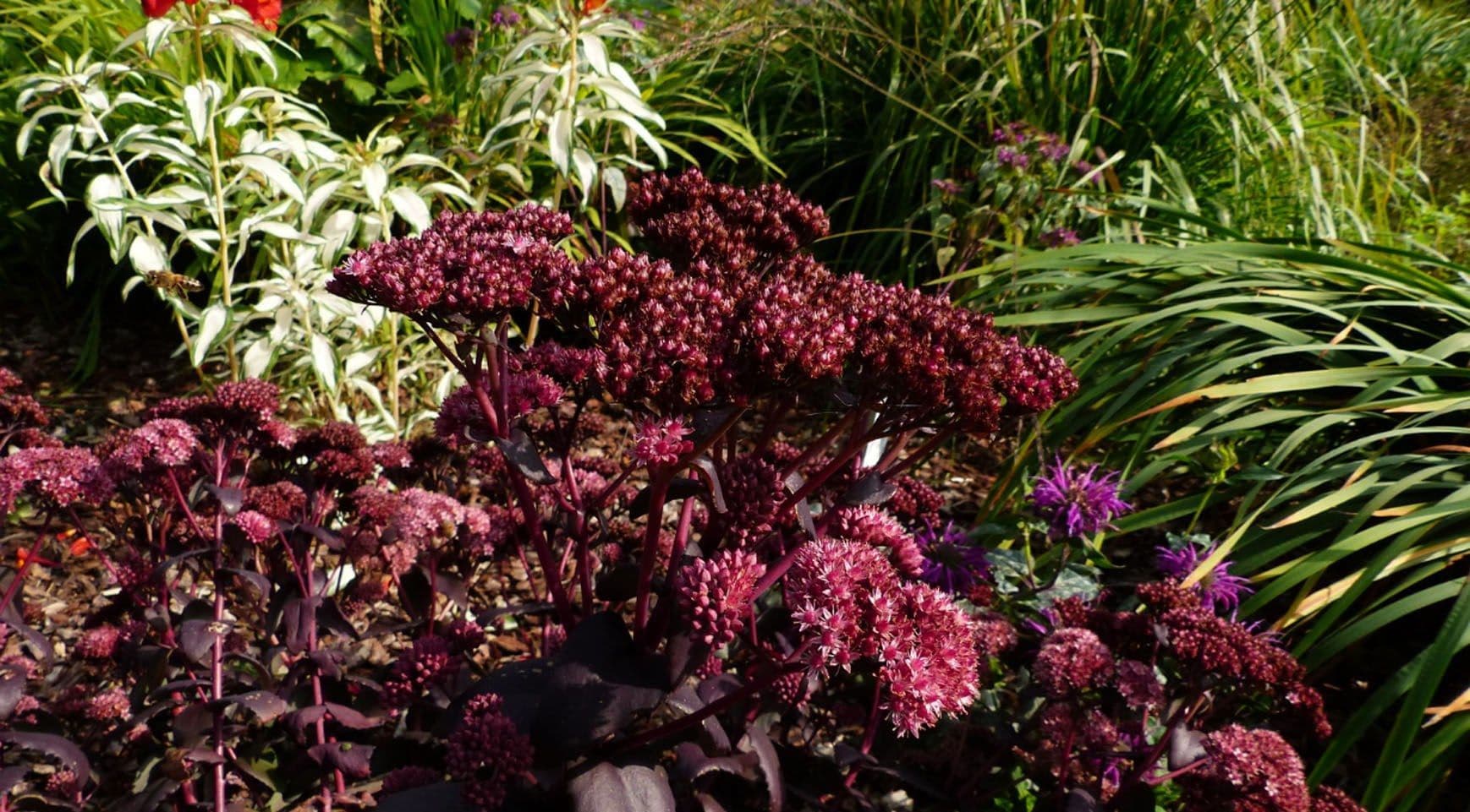 Ready Potted 1 Litre Pot SEDUM TELEPHIUM PURPLE EMPEROR