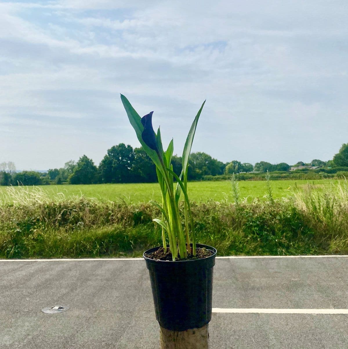 Ready Potted 1 Litre Pot Zantedeschia Black Star Calla Arum Lily Bulbs