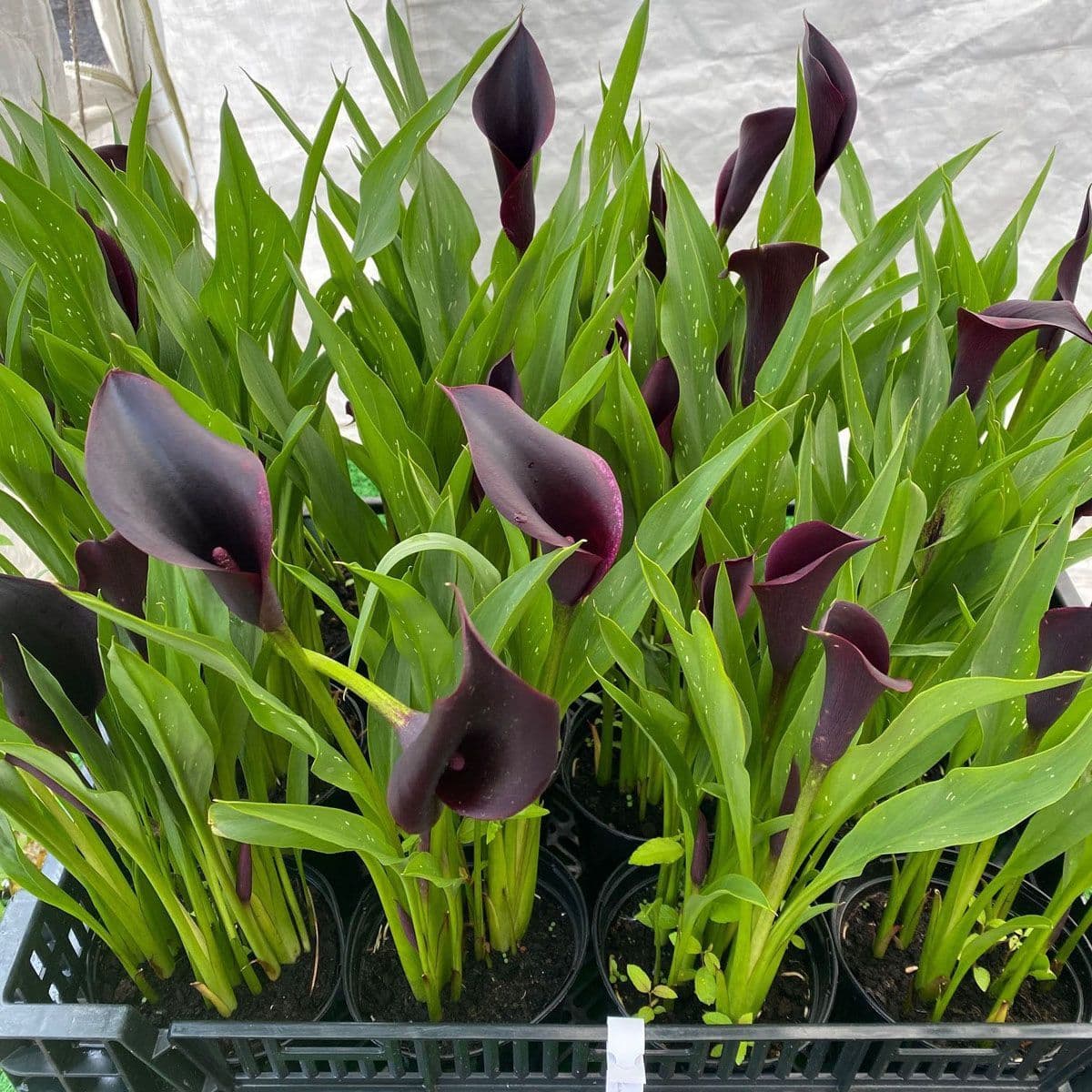 Ready Potted 1 Litre Pot Zantedeschia Black Star Calla Arum Lily Bulbs